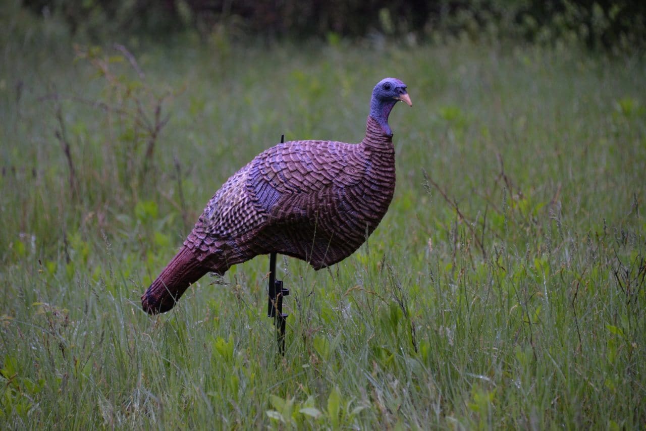 MAD Turkey Decoy Review and Spring Gobbler Wrap Up