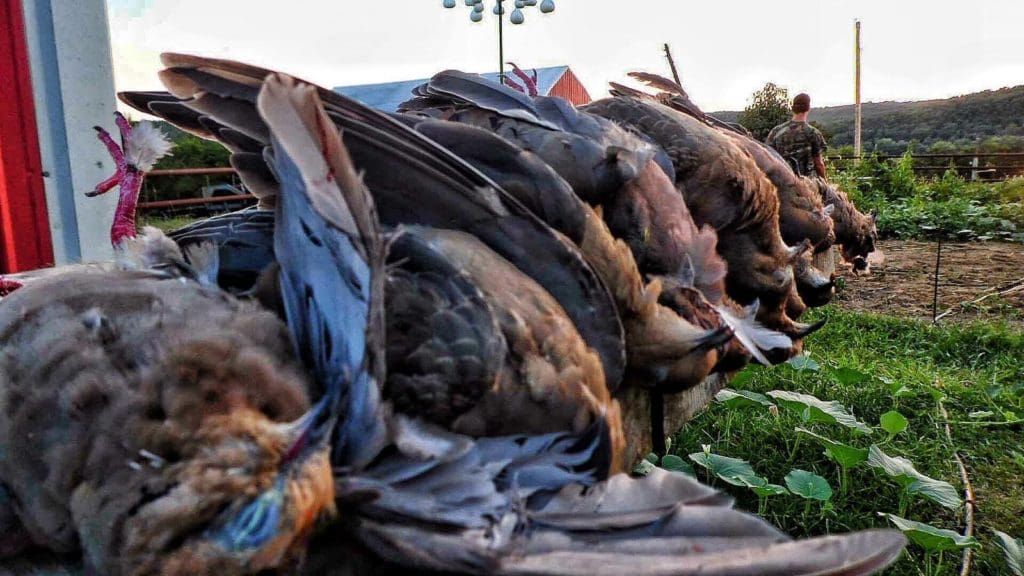 The HuntingLife Guide to Dove Hunting