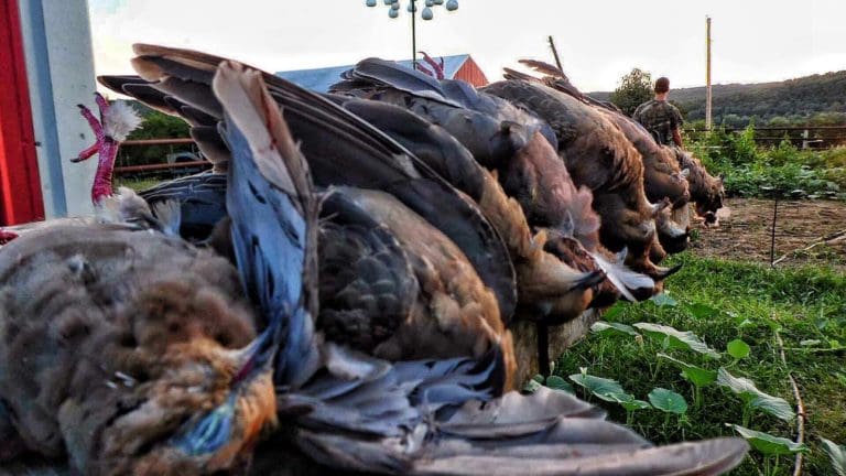 The HuntingLife Guide to Dove Hunting