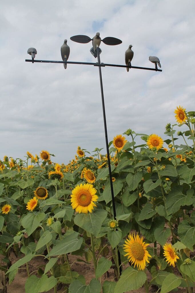 The HuntingLife Guide to Dove Hunting