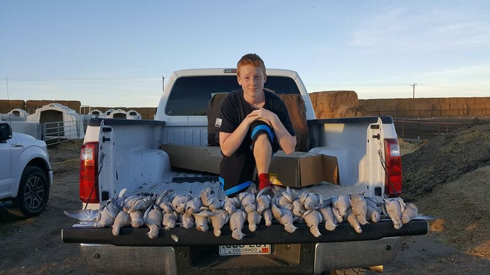 The HuntingLife Guide to Dove Hunting