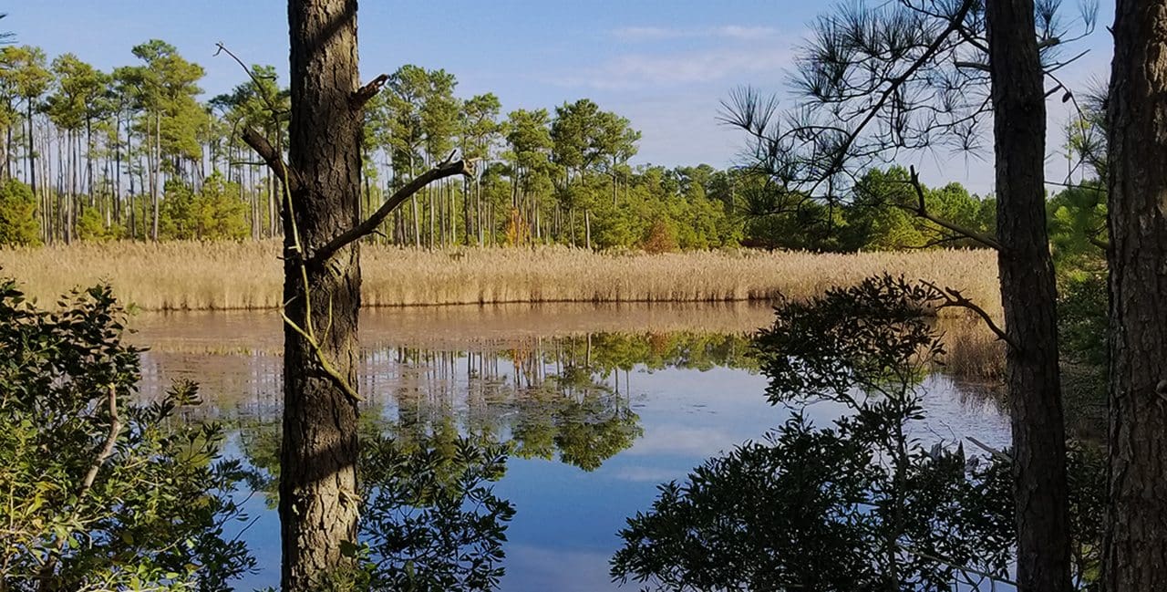 Sika Hunting with Muddy Marsh Outfitters by Erin Hall Diegel