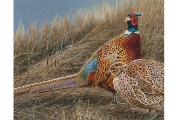 Call For Entries To Wisconsin’s Wild Turkey, Pheasant And Waterfowl ...