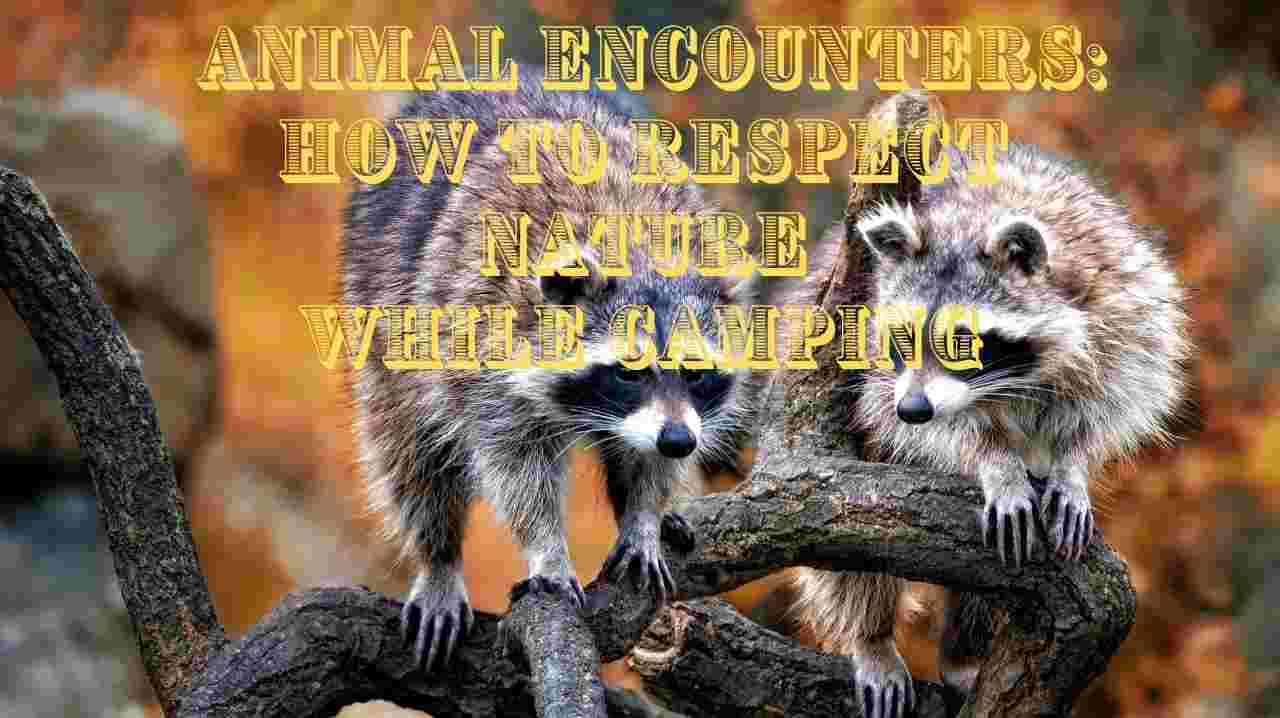 Animal Encounters: How To Respect Nature While Camping