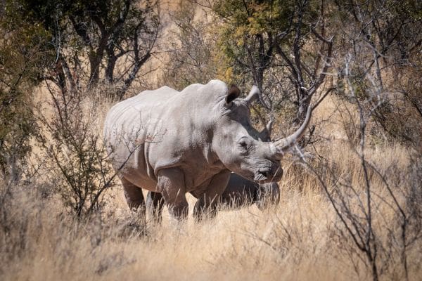 Rigby supports World Rhino Day and Habitat for Rhino project by ...