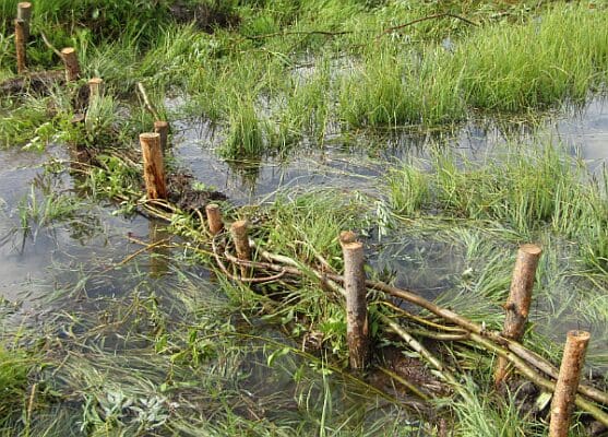Collaborative Conservation Restores Riparian Habitats in Oregon